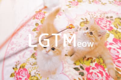 LGTMeow | LGTM image share service for cat lovers