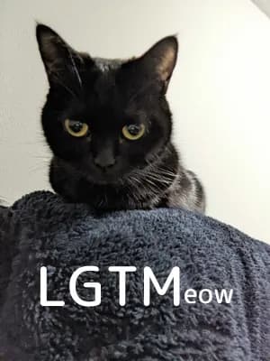 LGTMeow 猫好きのためのLGTM画像共有サービス