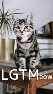 LGTMeow | LGTM image share service for cat lovers