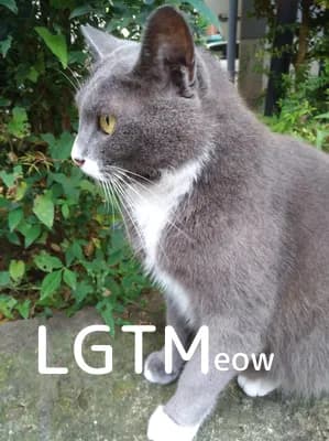 LGTMeow 猫好きのためのLGTM画像共有サービス
