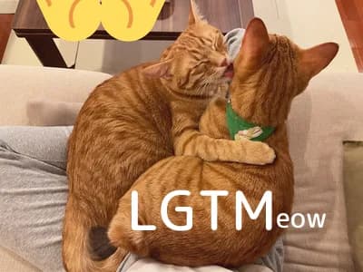 LGTMeow | 猫好きのためのLGTM画像作成・共有サービス